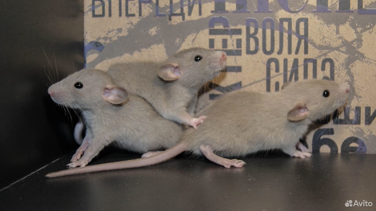 Голубые крысята 1 месяц
