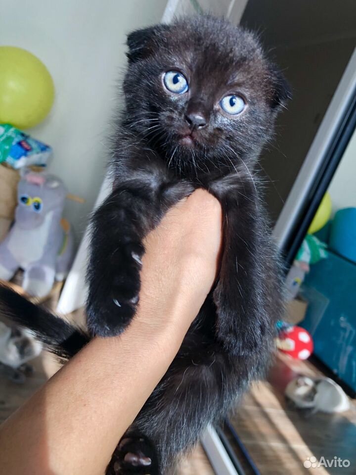 Милый вислоухий Котенок