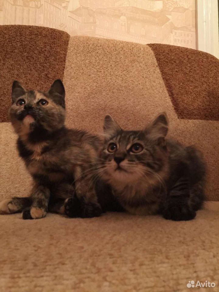 Камышовые котята