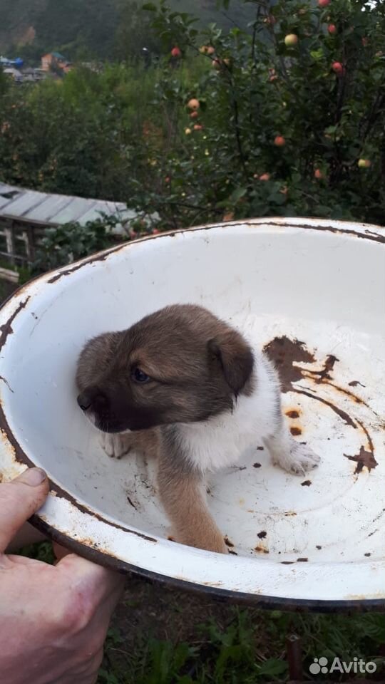 Восточное-сибирский лайка, щенки 1,5мес