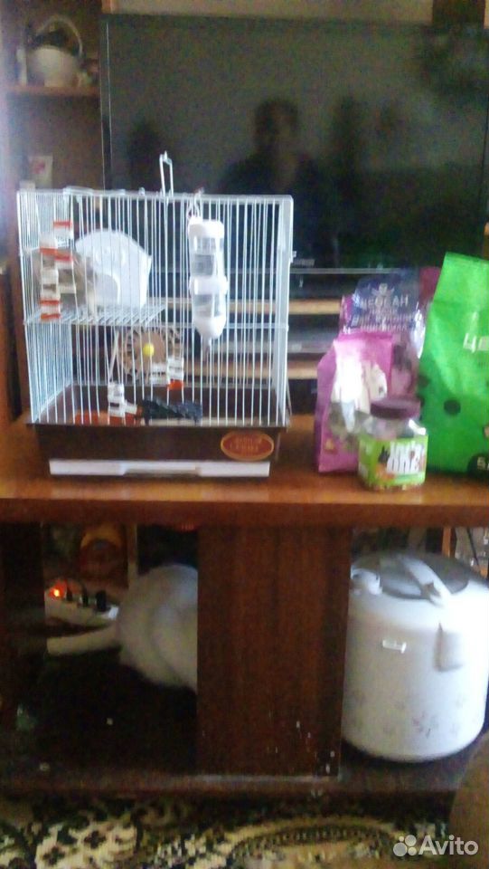 Белка Дегу с клеткой