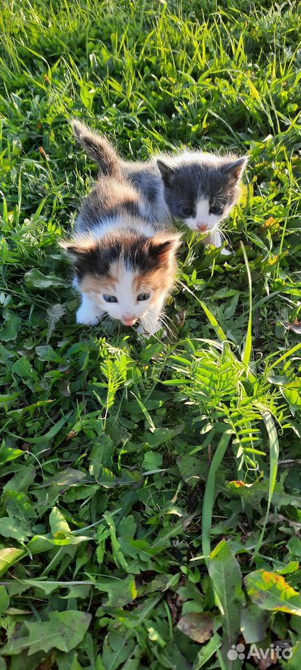 Котята бесплатно