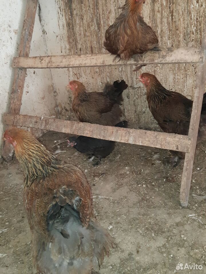 Брама куропатчатая, колумбийская