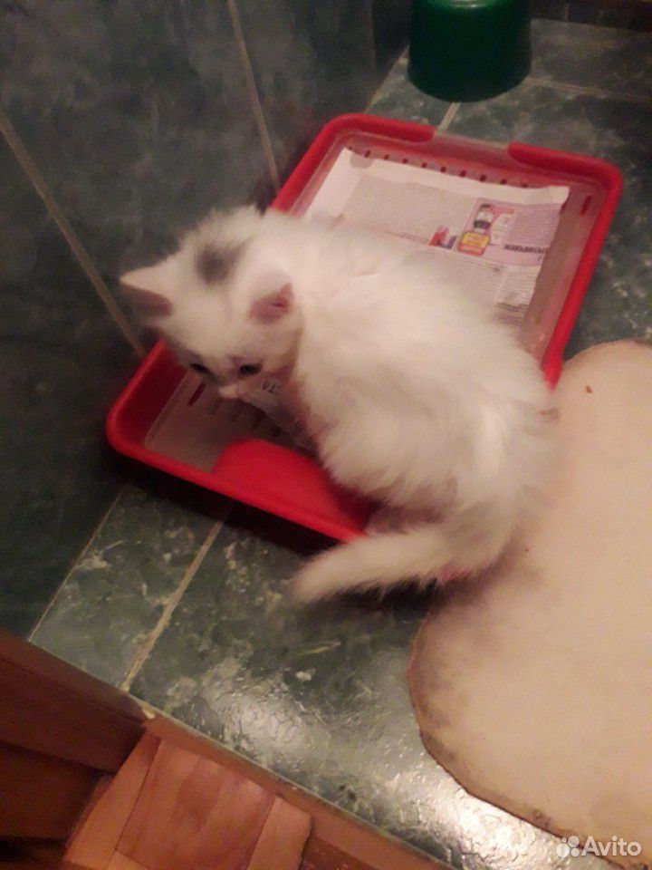 Отдам котенка