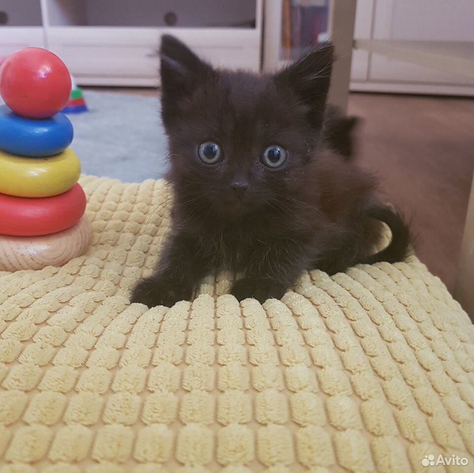 Котомалыши в добрые руки