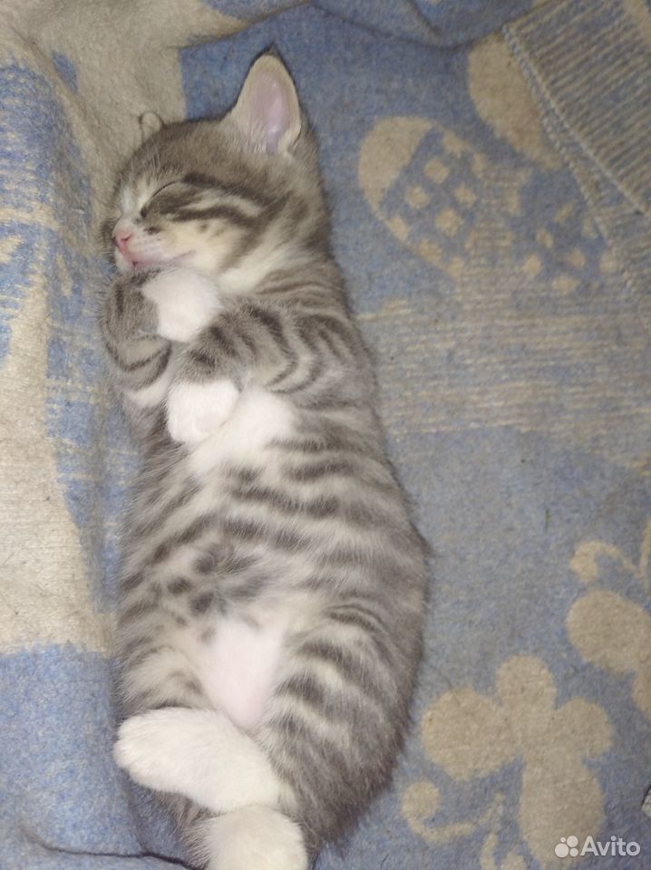 Котенка отдам