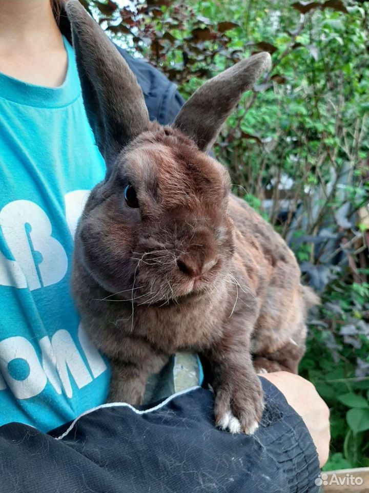 Карликовый кролик