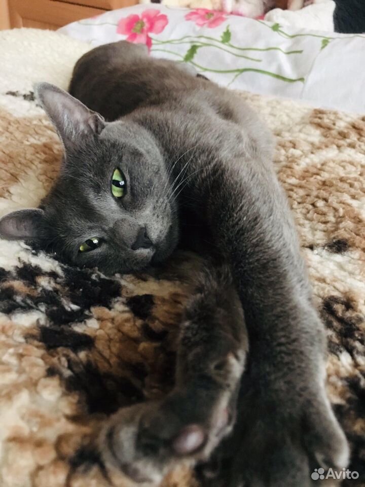 Ищем кота для вязки