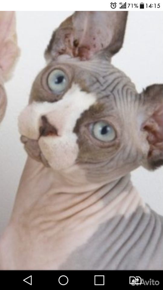 Канадский сфинкс