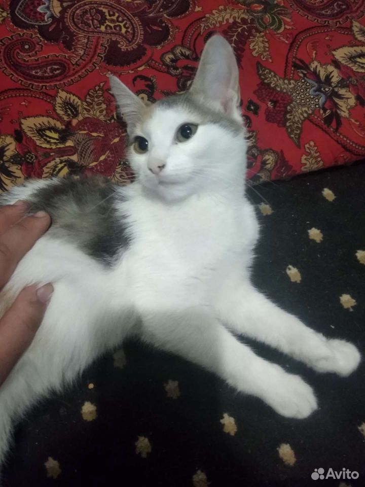 Котята 5 месяц отдадим в добрый руки