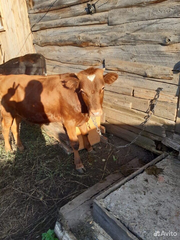 Продаю бычков