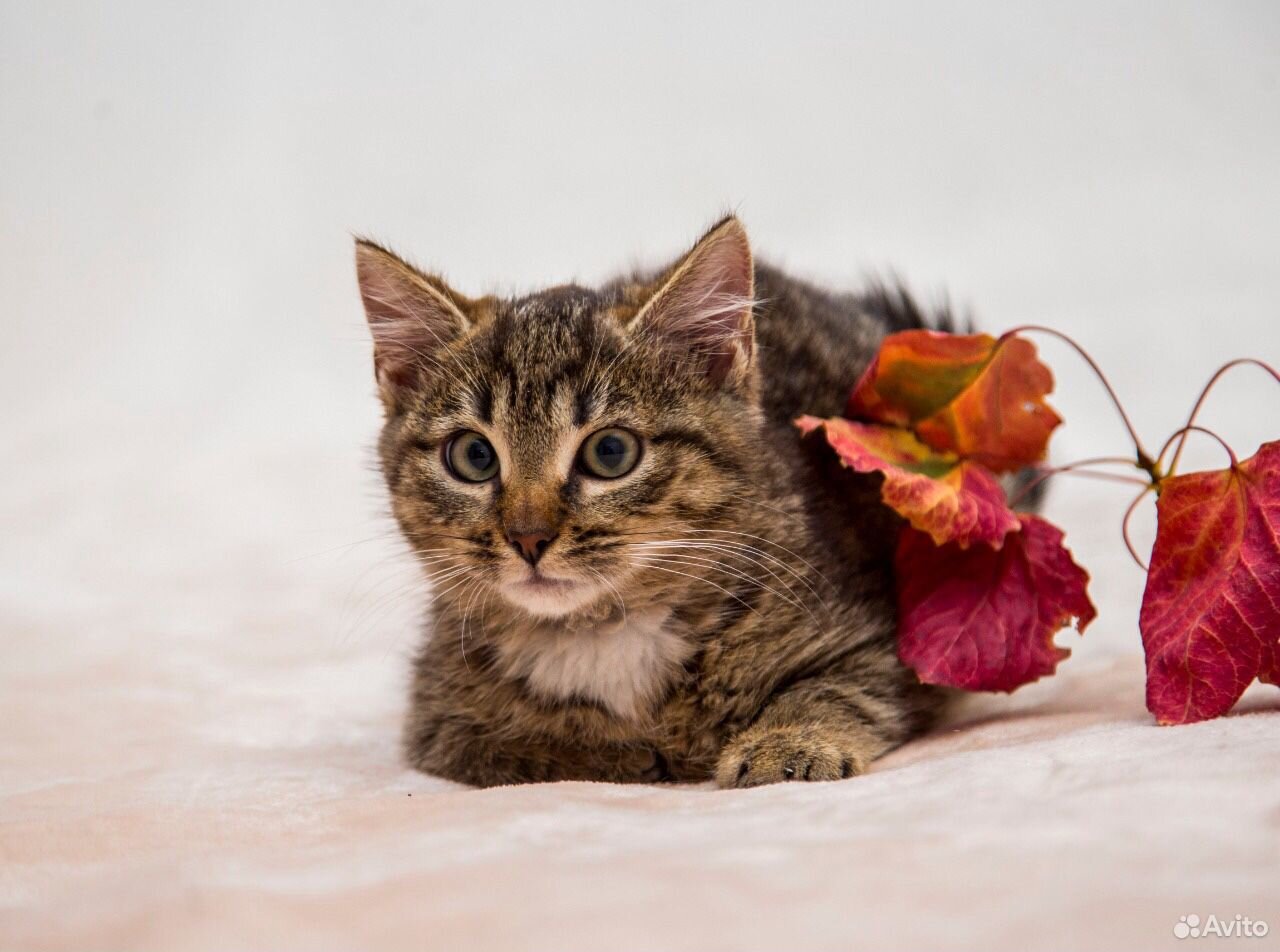 Котеннок Савелий 3 месяца