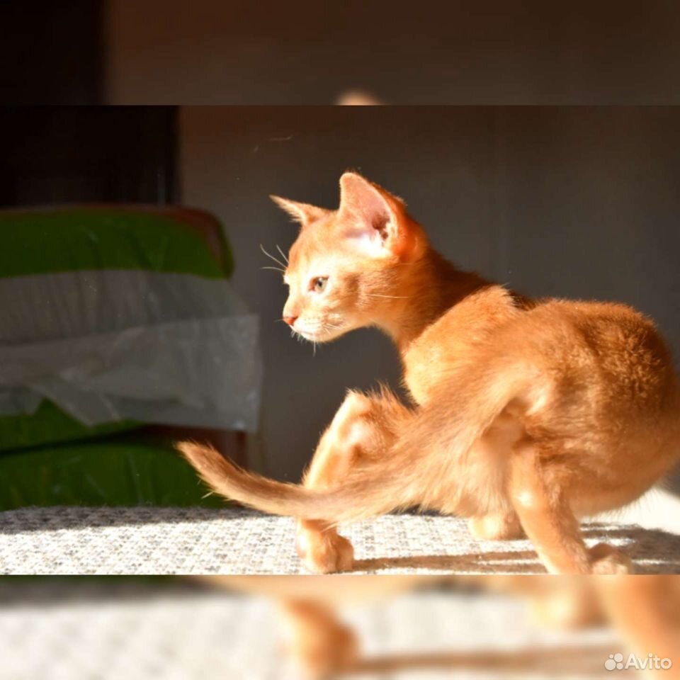 Абиссинская девочка