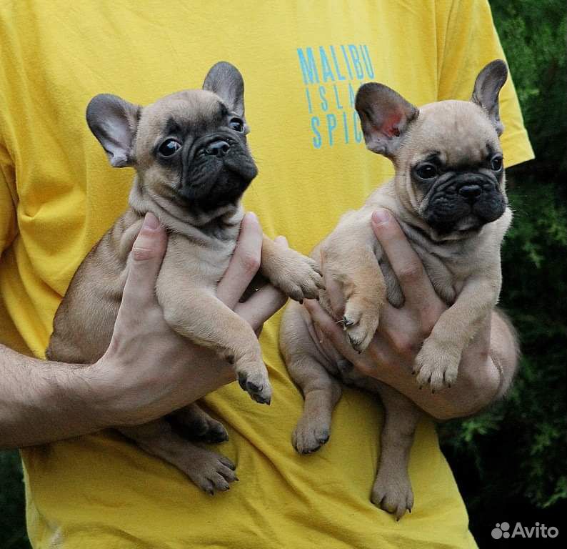 Щенки французского бульдога