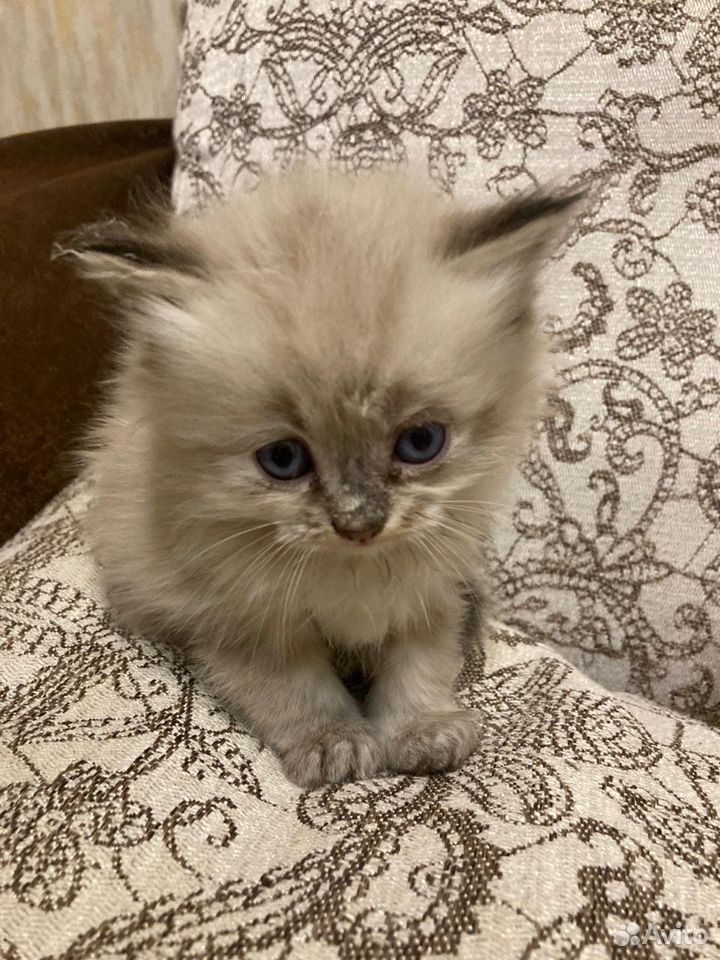 Чудесные малыши