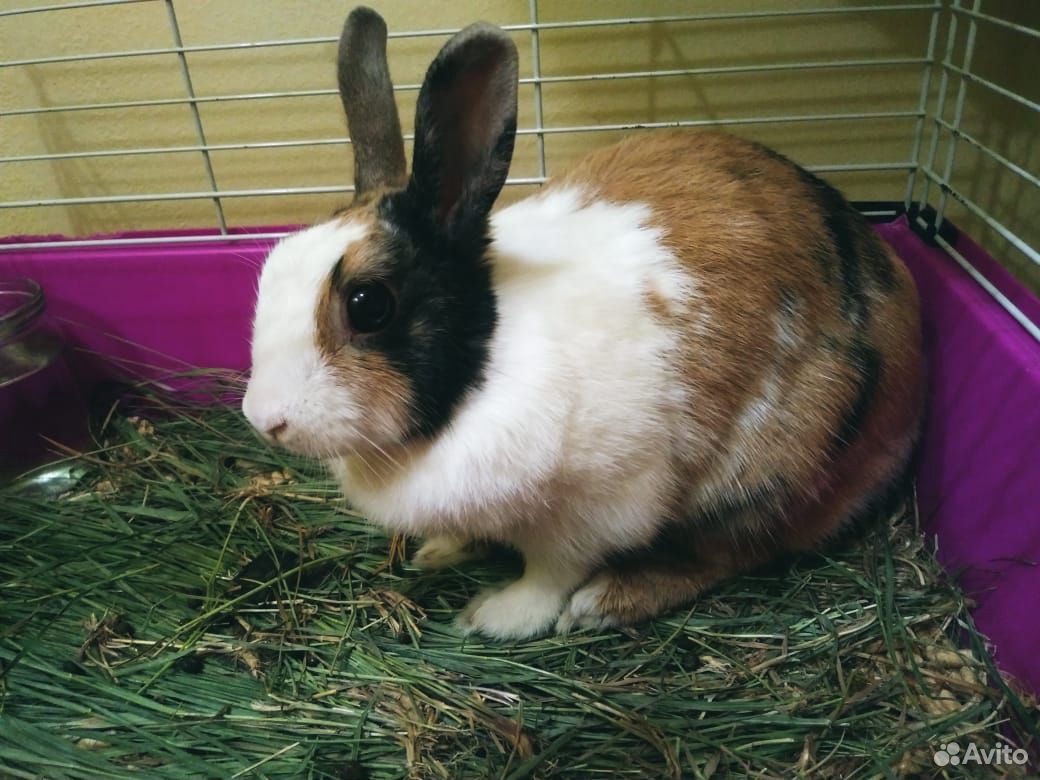 Кролик в добрые руки