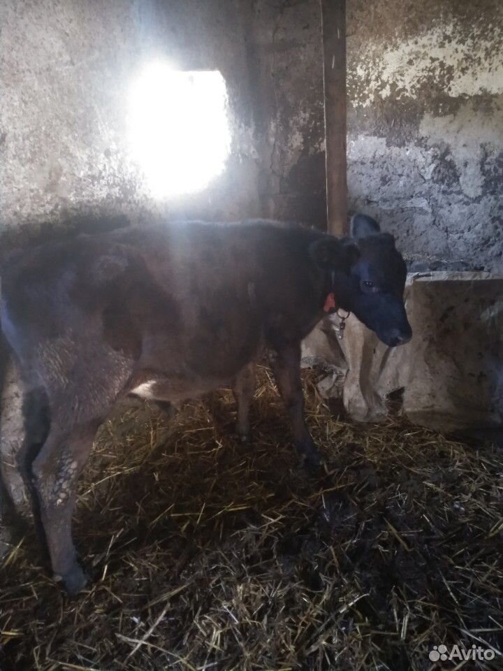 Телка и бык