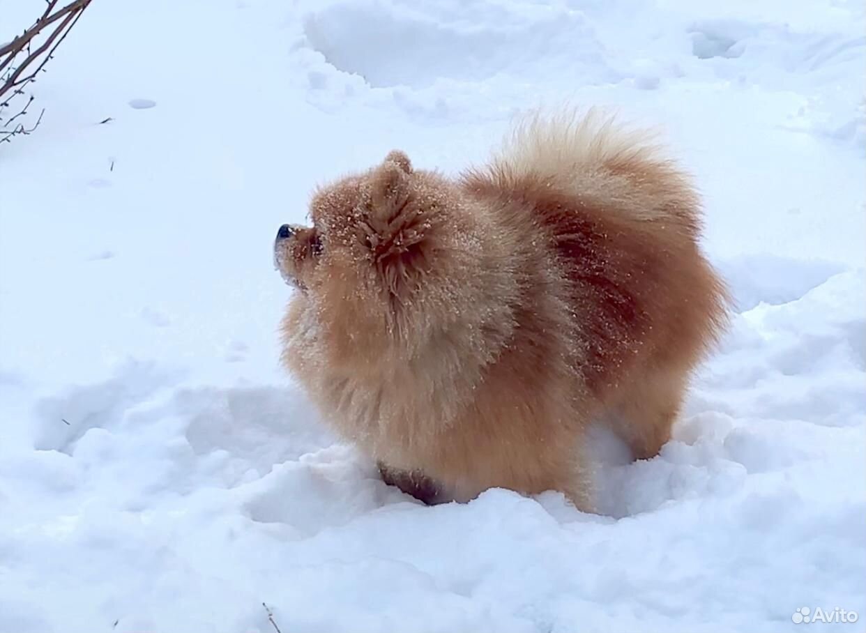 Шпиц вязка кабель