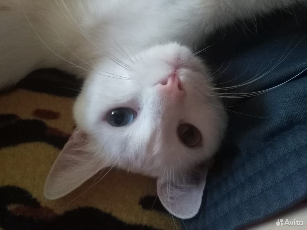 Као Мани