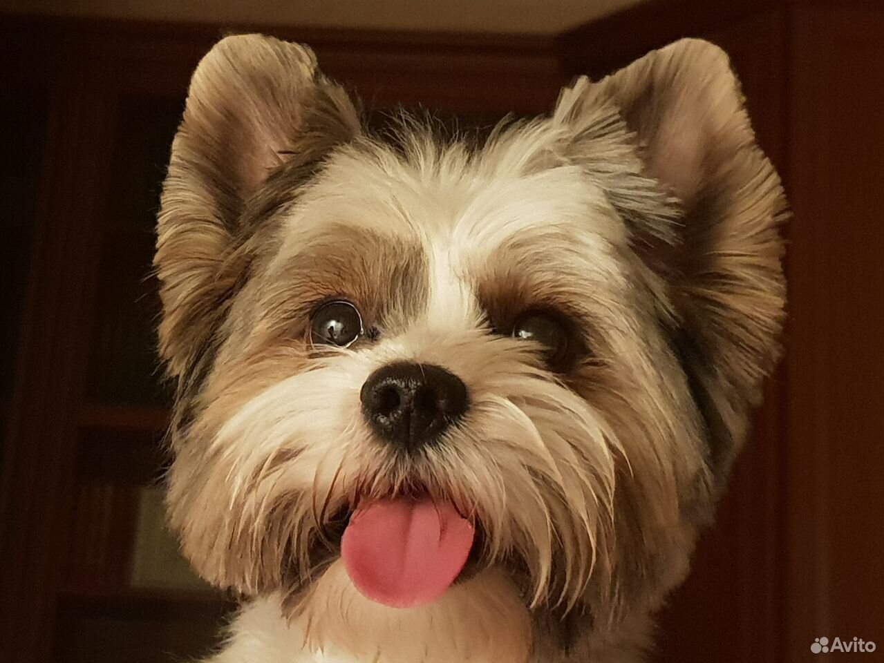 Вязка Бивер-кобель