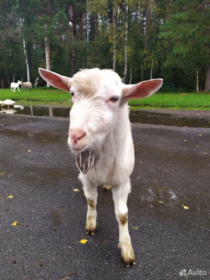 Зааненский козел случка, вязка
