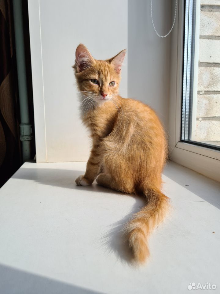 Зеленоглазое солнышко