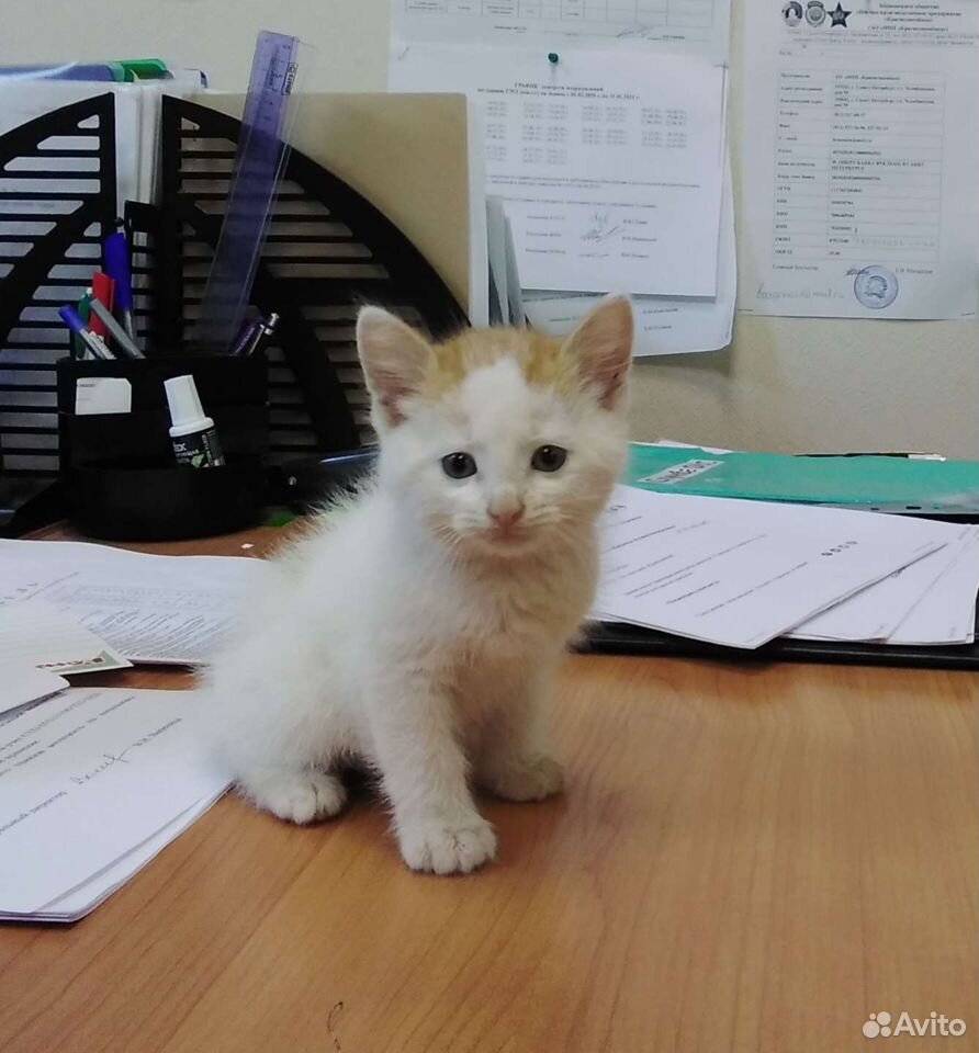 Котенок ищет хозяина
