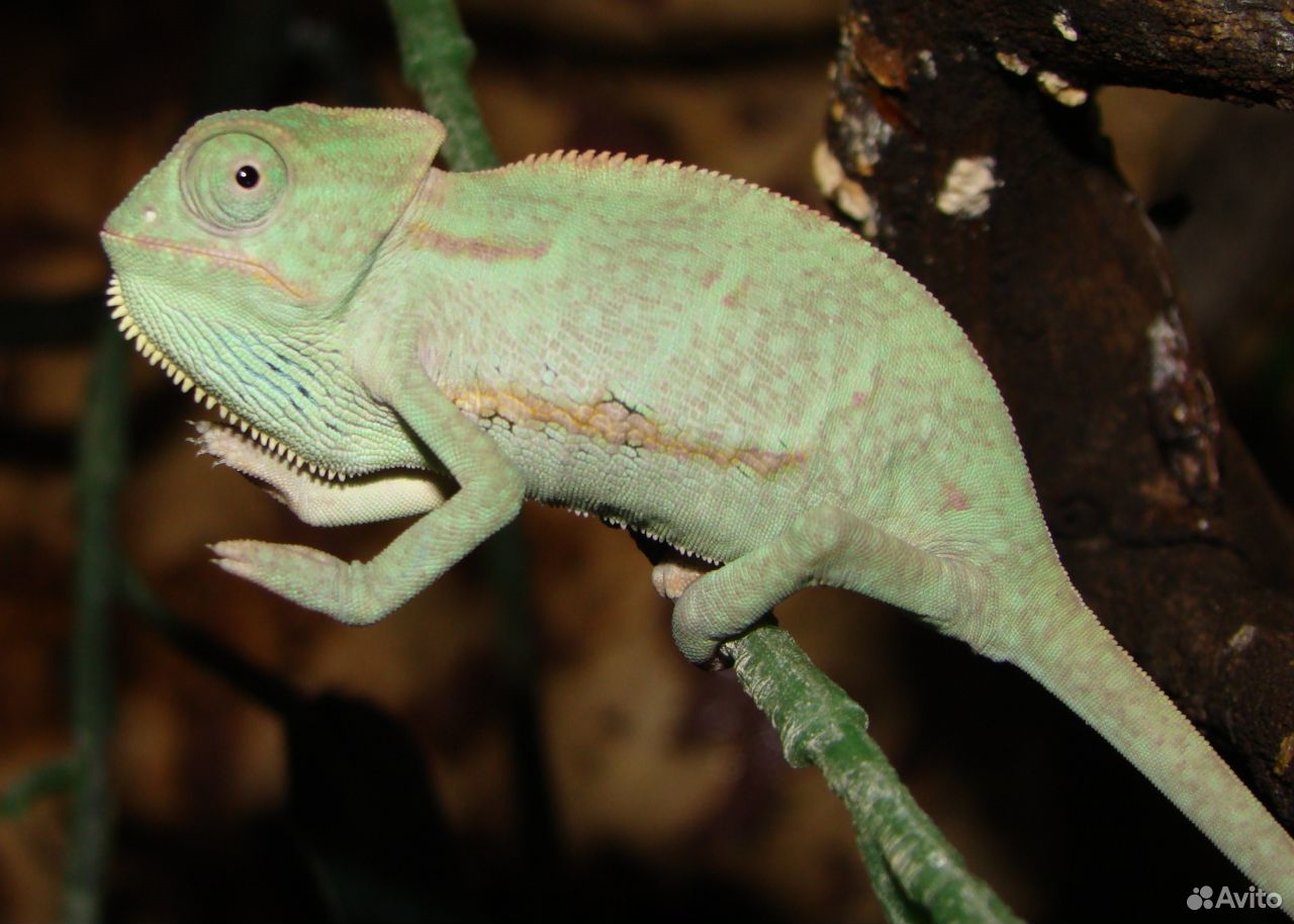 Иеменский хамелион (Сh. caliptratus)