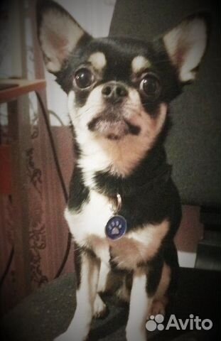 Ищу даму сердца