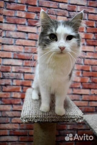 Кот Вини 1,5 года ищет дом