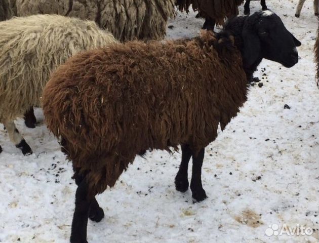 Продаю оконных овцематок