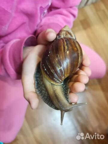 Улитка большая ахатинская