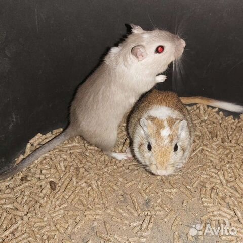 Монгольские цветные песчанки (видео)