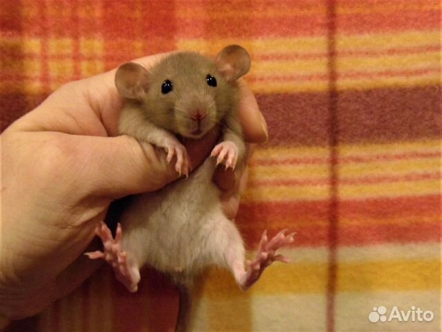 Крысы, крысята девочки от заводчика, клетки, гамак