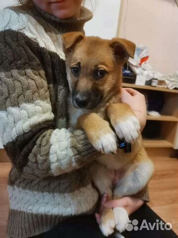 Щенята ищут добрые руки