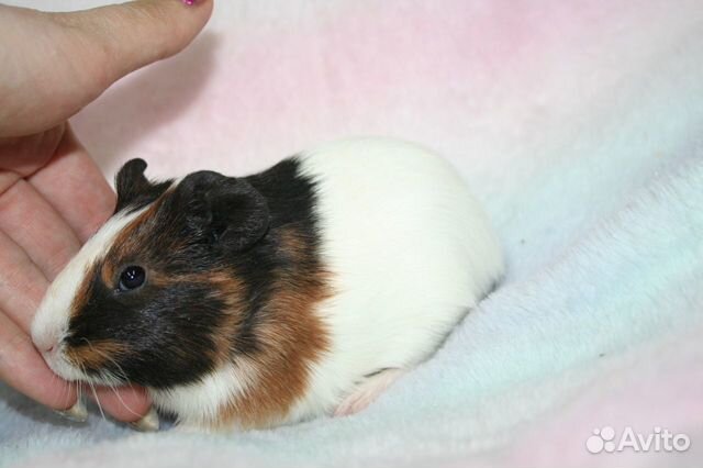 Большой выбор морских свинок из питомника