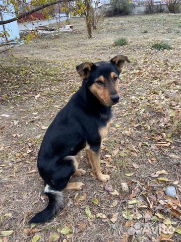 Ищет дом не крупный пёсик Босс