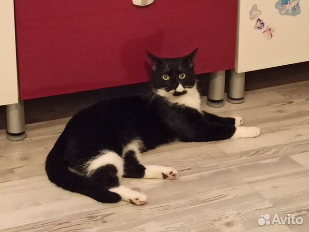 Нилс.7 мес. Молодой маркизик котик в хорошие руки