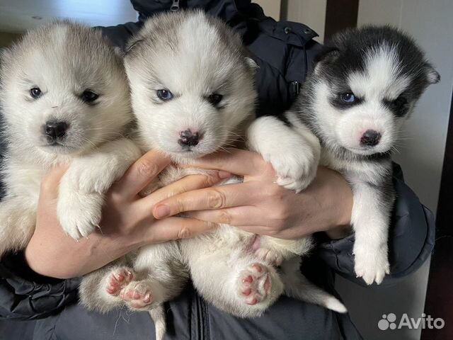 Сибирский хаски