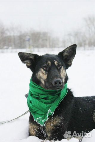 Лютик в добрые руки