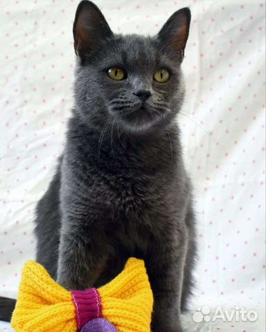 Русская голубая