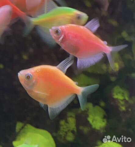 Тернеция (GloFish) Ассорти Светящаяся