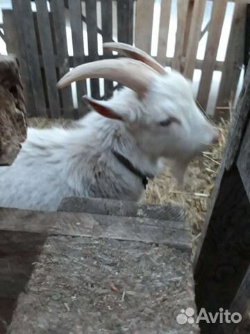 Козы и козёл и козлята и молоко и сыр