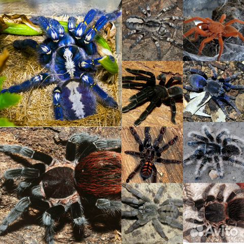 Пауки-птицееды