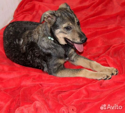 Щенок в хорошие руки