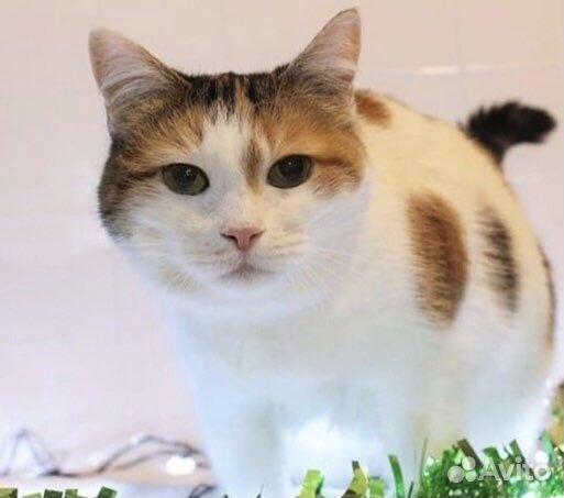 Трехцветная Кошка в дом счастье принесёт