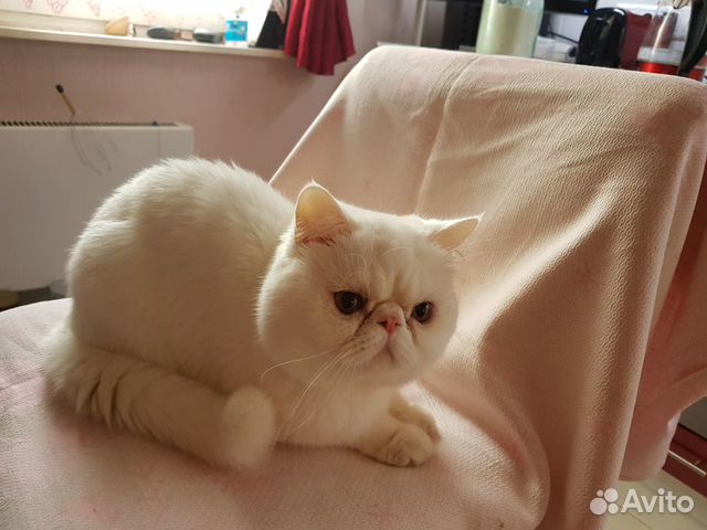 Котик для вязки