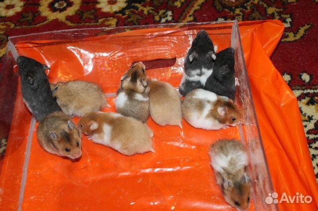 Хомяки плюшевые сирийские, ручные