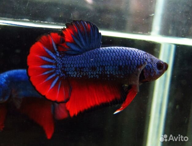 Петушки плакаты (Betta splendens PK)