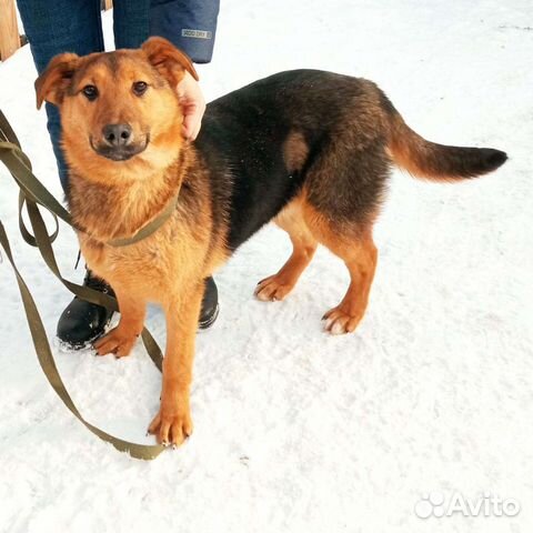 Лучик 6 месяцев,девочка ищет дом